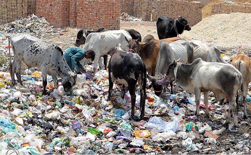 A herd of cows is foraging on discarded food items from a waste ...