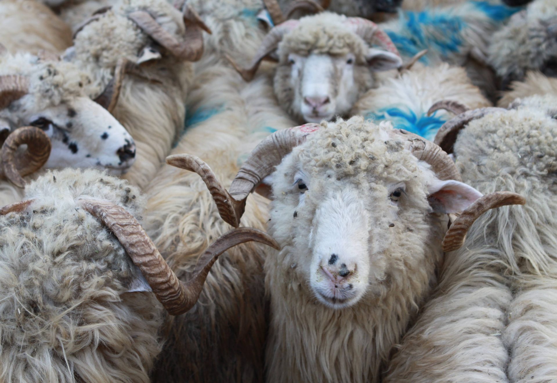 Faithful continued sacrificing animals on second day of Eid