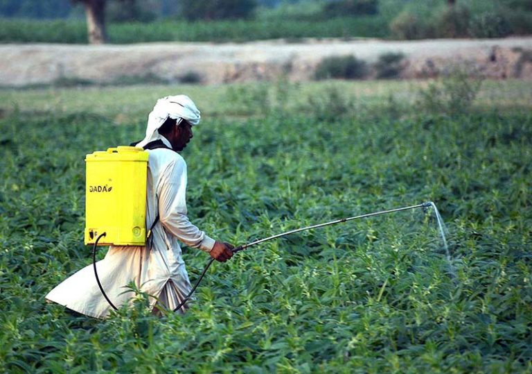 A farmer spraying pesticides on the crop in his field
