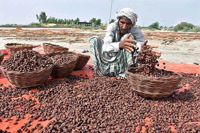 A farmer carrying the bunch of dates on the way to spreading for drying ...