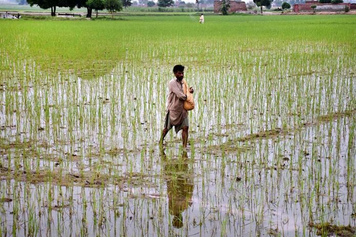 Workers sowing paddy crop in traditional method at their farm field in ...