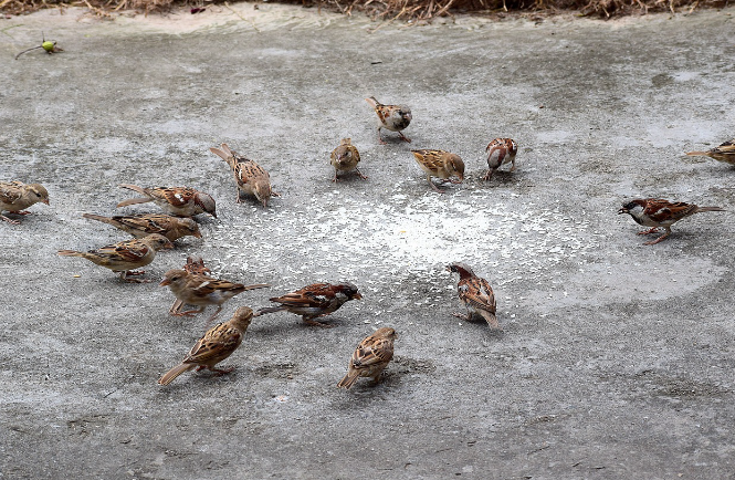 Death of countless birds goes unnoticed owing to lack of food, water on ...