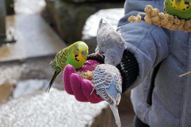 Death of countless birds goes unnoticed owing to lack of food, water on ...