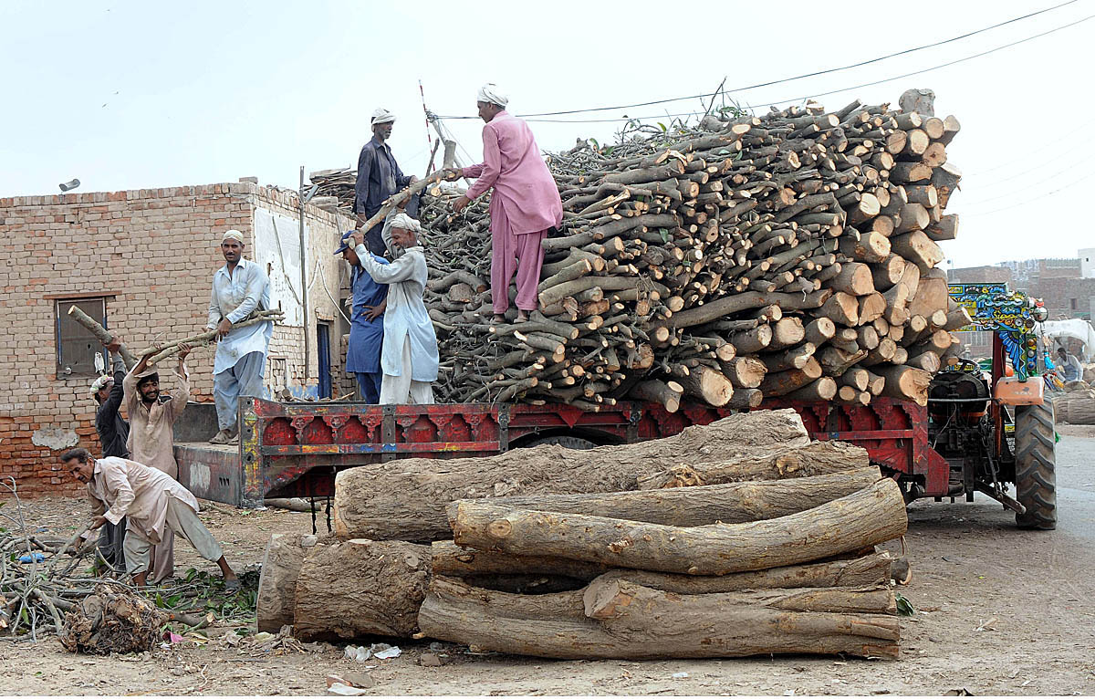 Labourers are busy loading wood on the tractor trolly at the timber market.