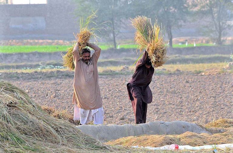 Farmers harvesting the rice crop in traditional way in their fields ...