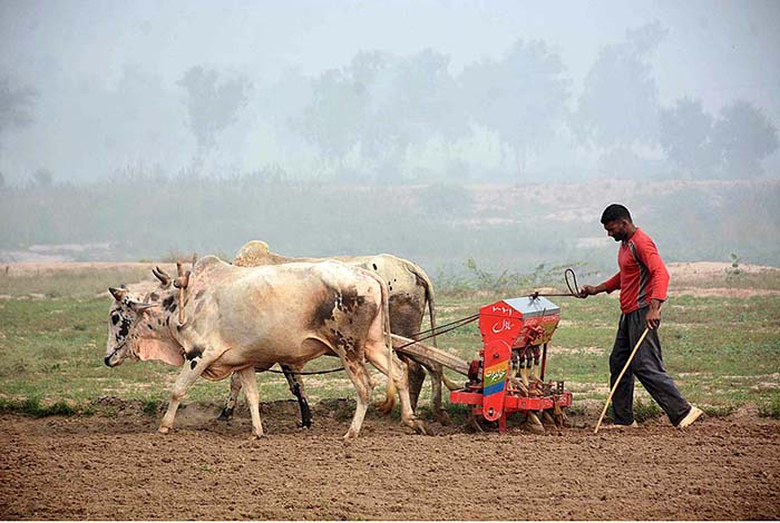 A farmer planting wheat by a drill machine in the field with the help ...