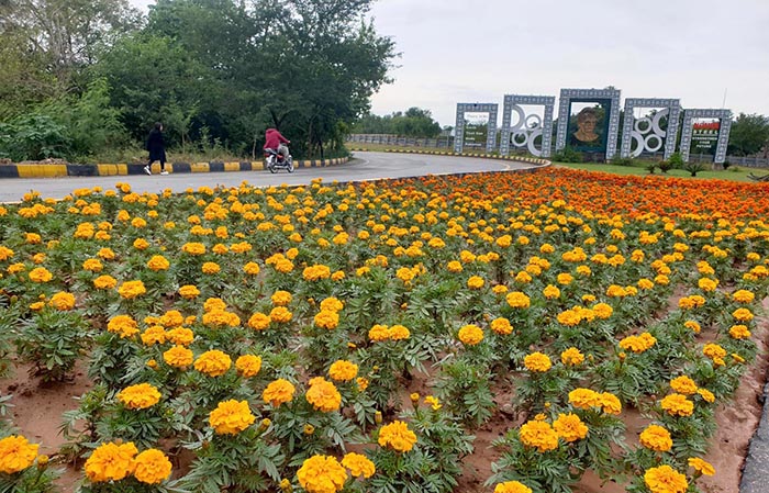 A picturesque sight unfolds as flowers bloom along the Islamabad Expressway