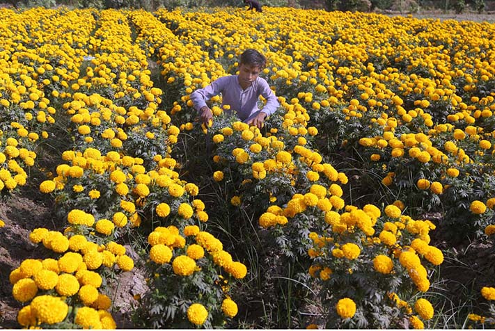A former plucking ball yellow flowers to delivery flower market at his ...