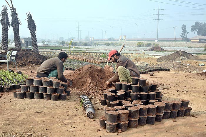 Nursery workers busy in arranging plants at local nursery in Federal ...