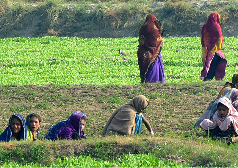 Farmer women are busy with their routine work in the field