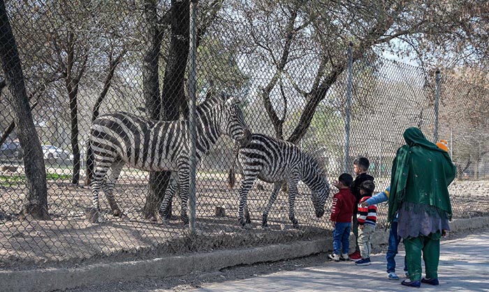 Visitor family feeding Zebras at roadside Zoo on the green belt area of Sector F-8 in the ...