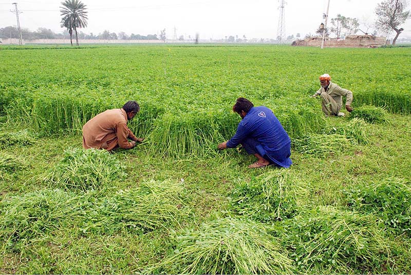Farmers busy cutting fodder for animals at their farm field