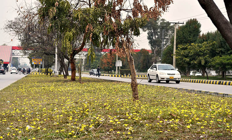 A view of a blossoming and flourishing Yellow flowers on Green Belt ...