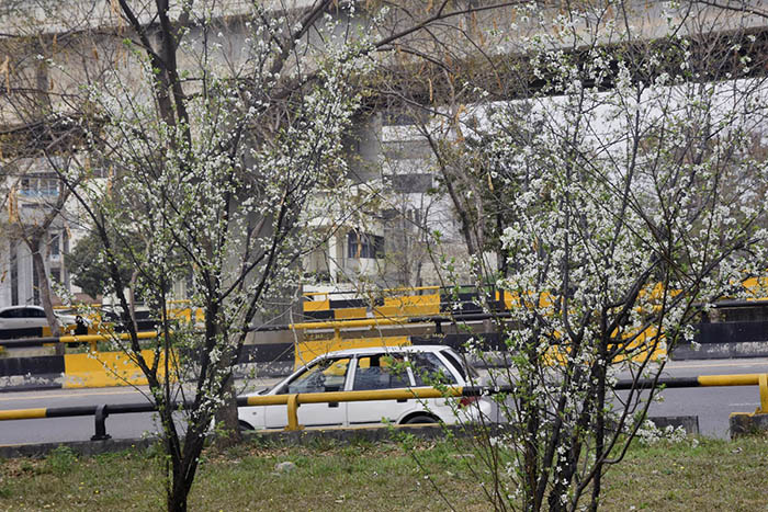 A beautiful view of flower blooming on greenbelt along the roadside in ...