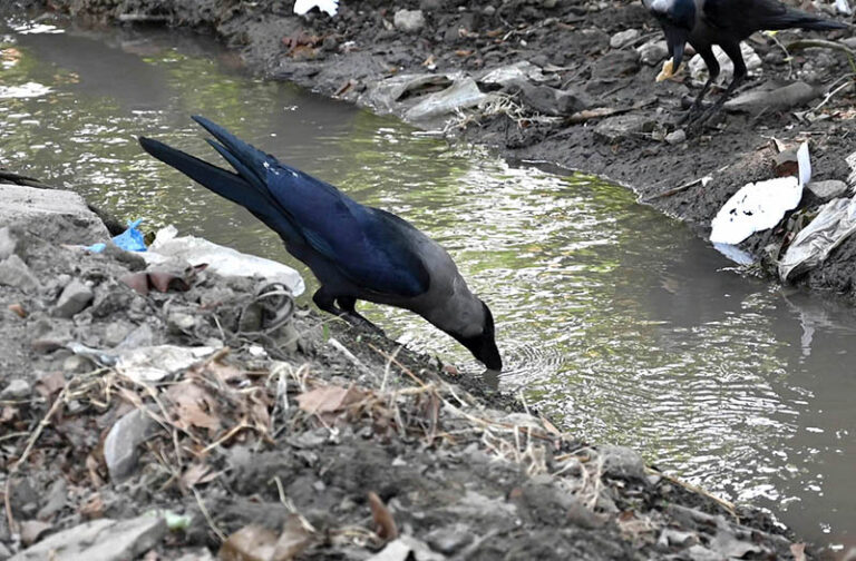 A crow drinking water to crunch thirst during hot day in the Provincial ...