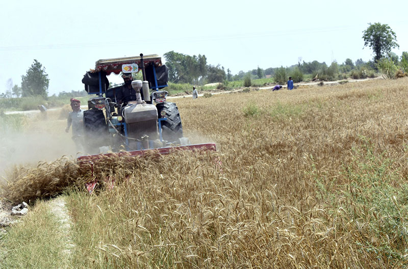 Farmers busy in threshing wheat crop in their field.