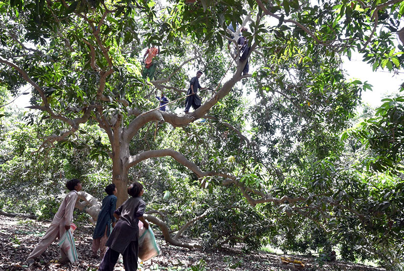 Farmers busy in plucking mangoes from tree in field area near Tando Jam ...