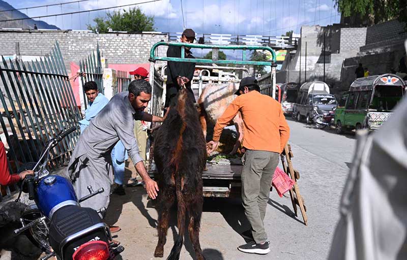Captivating scenes at the Cattle Market as vendors showcase their ...