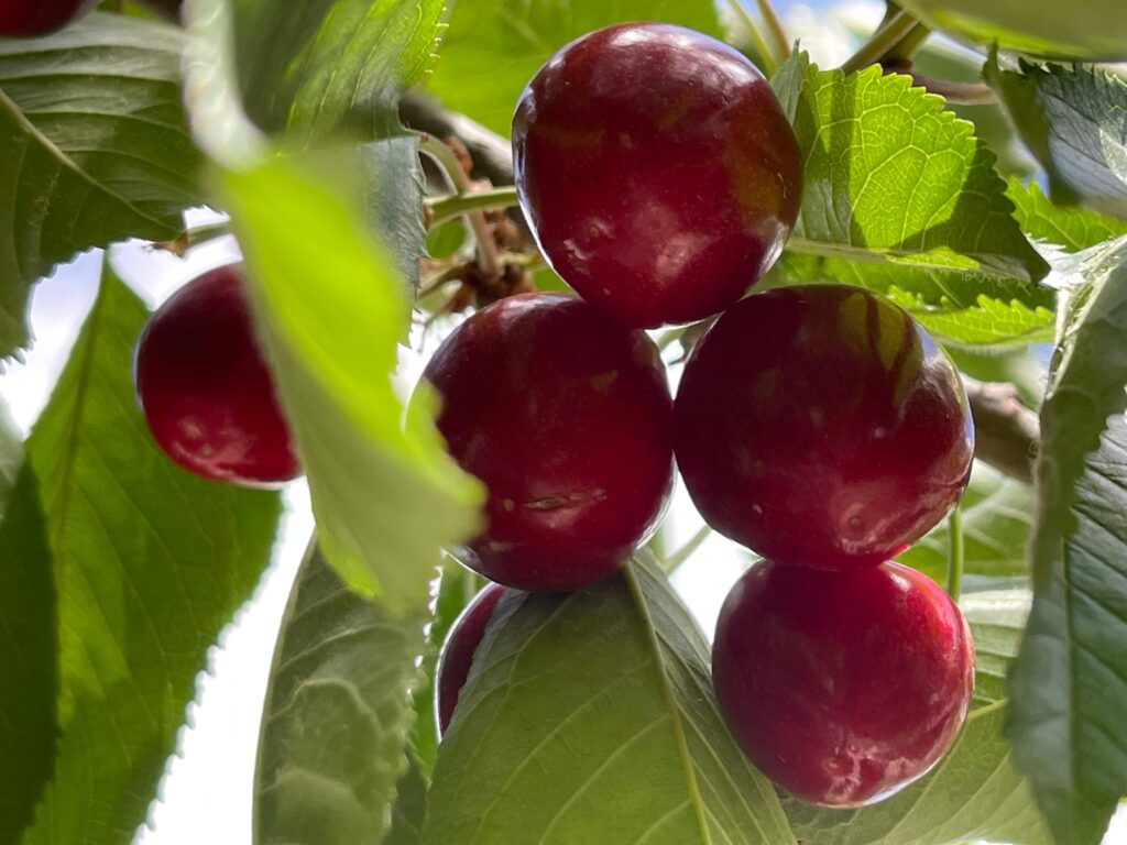 Cherry on the top: Gilgit Baltistan’s fruit industry shines