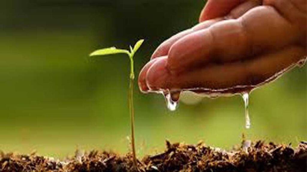 Tree plantation campaign launched in Lachi