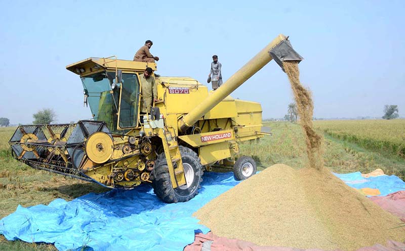 Farmers use a thresher to harvest rice crops in the field, efficiently ...