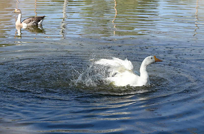 Goose enjoy bath in a water pond of Rani Bagh Zoo