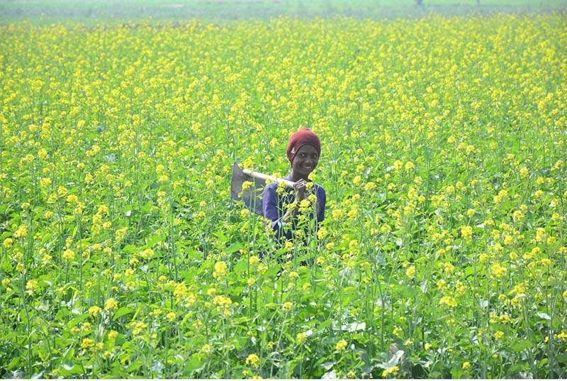 A young farmer carries a digger on his shoulder while walking through a ...