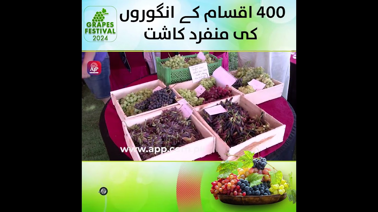 400 Types of Grapes | Pakistan | Flavored Grapes | Hussain Lashari