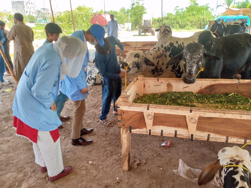 IFA begins health checks in cattle markets ahead of Eid
