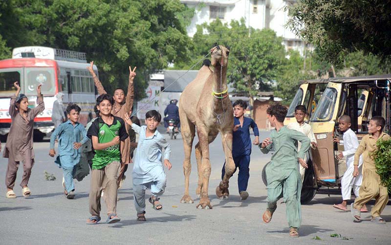 Youngsters taking a sacrificial camel for an outing through the street ...