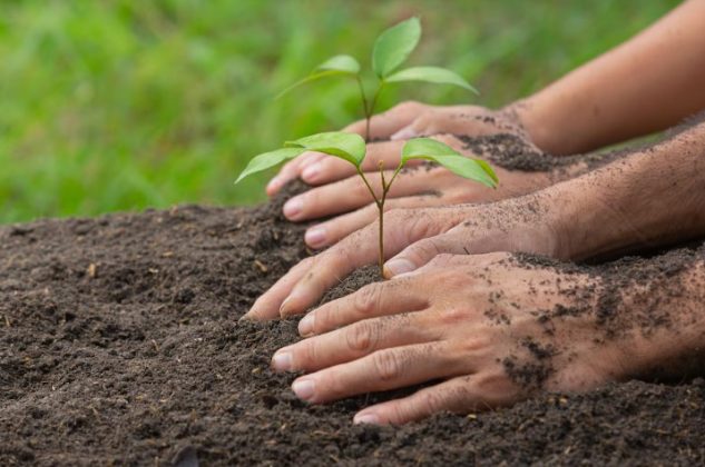 Commissioner Dera launches spring tree plantation drive
